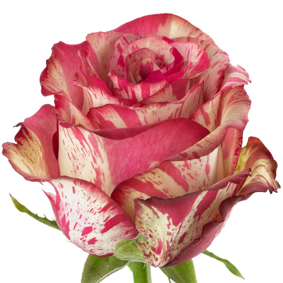 Gallery | Flowers & Produce by Terra